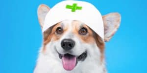 Corgi Health Problems: Most Common Diseases In Corgis - Corgi Care