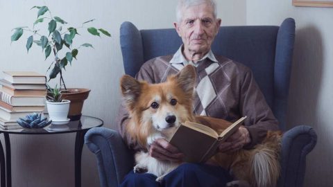 Corgi Lifespan: How Long Do Corgis Live? - Corgi Care