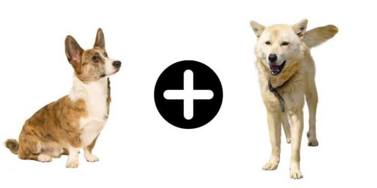 15 Corgi Mixed Breeds (with Pictures) – Corgi Care
