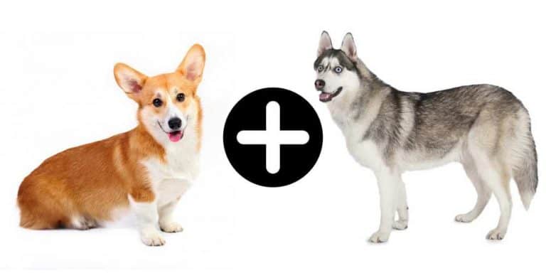 15 Corgi Mixed Breeds (with Pictures) - Corgi Care