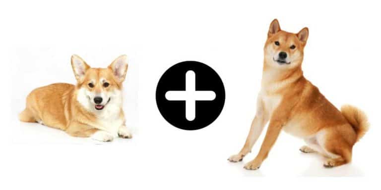 15 Corgi Mixed Breeds (with Pictures) - Corgi Care