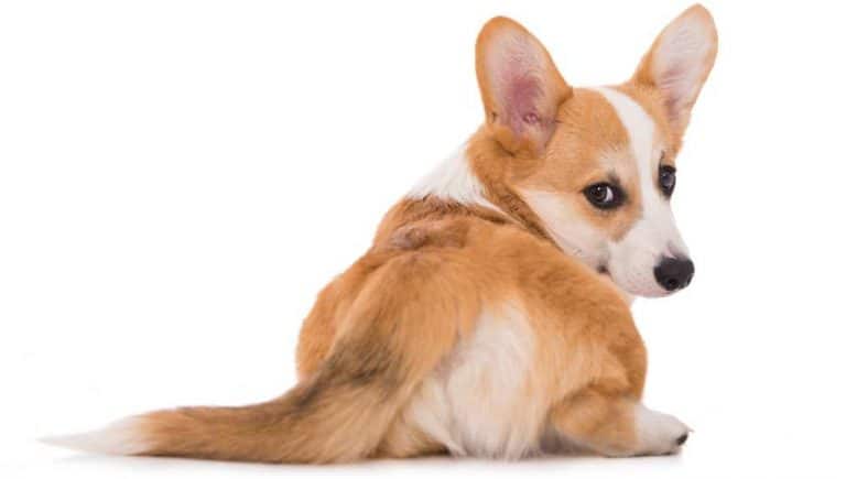 Corgi Shedding: Do Corgis Shed A Lot? - Corgi Care