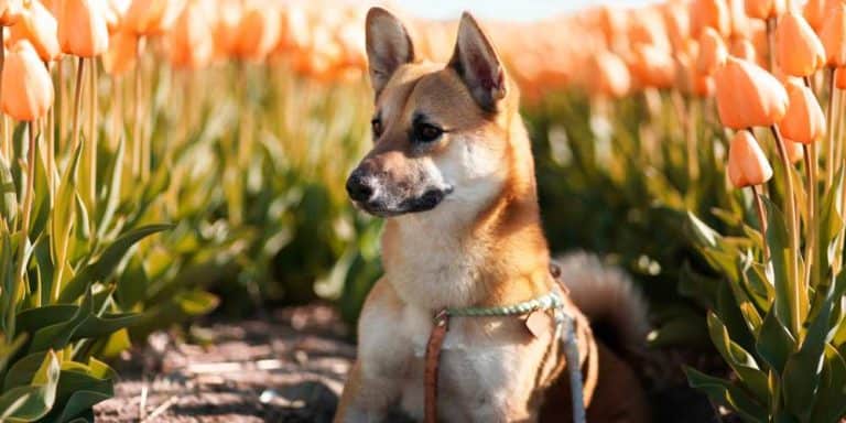 15 Corgi Mixed Breeds (with Pictures) - Corgi Care