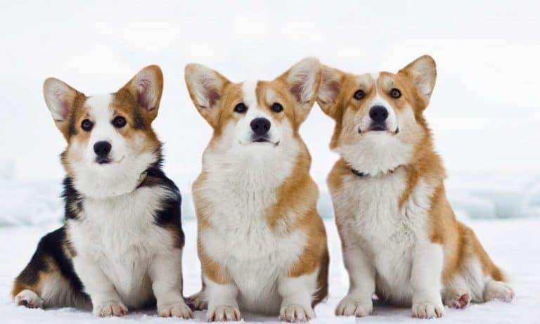 Corgi Size: Are Corgis Small Or Medium Dogs? – Corgi Care