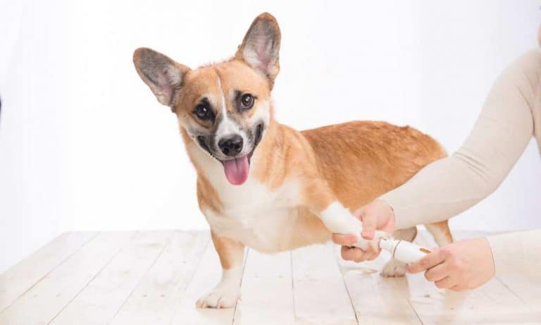 Pembroke Welsh Corgi: The Most Detailed Guide – Corgi Care