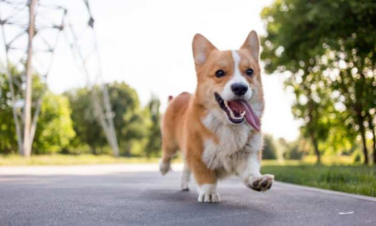 When Do Corgis Lose Their Baby Teeth? - Corgi Care