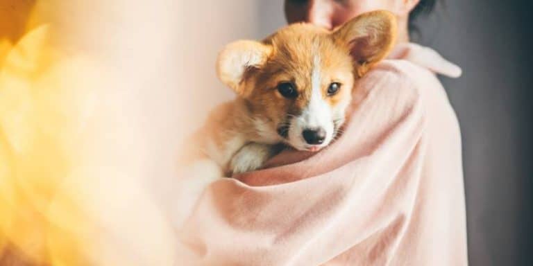 Are Corgis Nervous Dogs? What Causes Corgis To Be Nervous? - Corgi Care