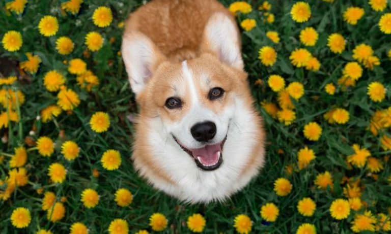Are Corgis Good Emotional Support Dog? - Corgi Care