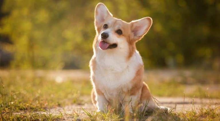 Are Corgis Good Service Dogs? - Corgi Care
