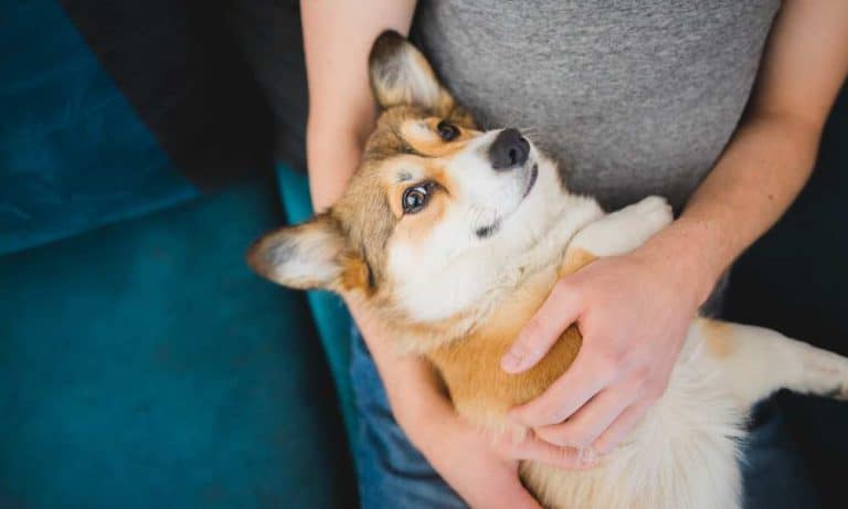 Do Corgis Like To Cuddle? Are Corgis Snuggly? - Corgi Care