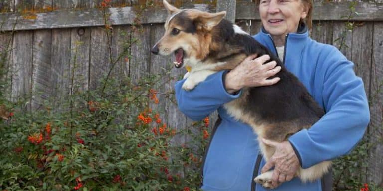 Are Corgis Good Dogs For Seniors? - Corgi Care