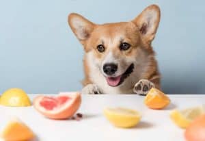 Corgi Lifespan: How Long Do Corgis Live? – Corgi Care