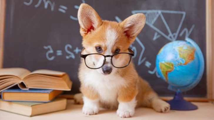 Do Corgis Have Good Memory? - Corgi Care