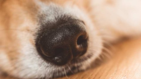 Why Do Corgis Eat Poop? - Corgi Care