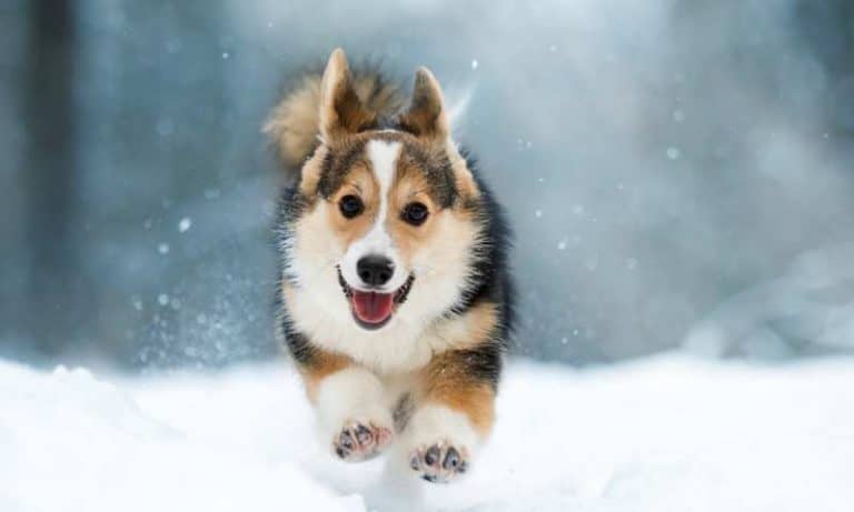 Can Corgis Go In Snow? Why Do Corgis Love Snow? - Corgi Care