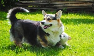 Corgi Tails: Do Corgis Have Tails? - Corgi Care