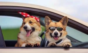 Are Corgis Good Travel Dogs? Do Corgis Travel Well? - Corgi Care