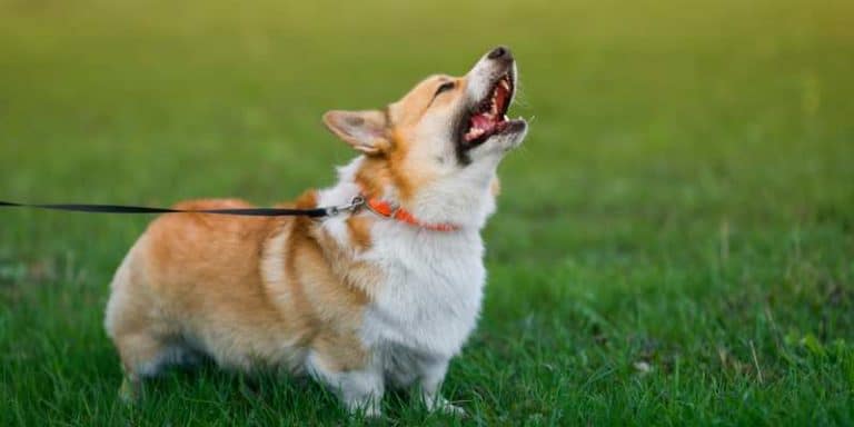 Why Does My Corgi Stare At Me? - Corgi Care