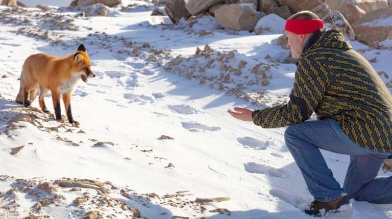 Why Do Corgis Look Like Foxes? Are Corgis Related To Foxes? - Corgi Care