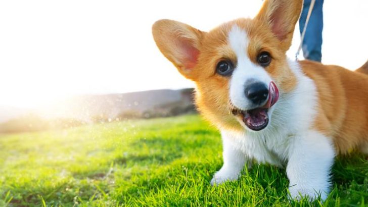 Exercise-Induced Collapse (EIC) In Corgis: Signs, Symptoms, and ...
