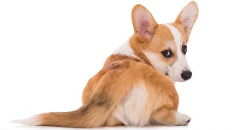 Corgi Tails: Do Corgis Have Tails? - Corgi Care
