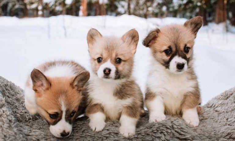 How Long Do Corgis Take To Grow? Growth & Weight Chart - Corgi Care