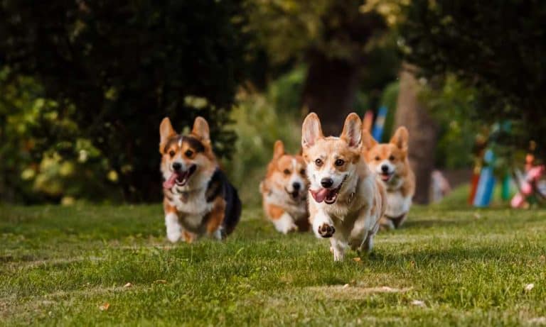 Corgi Facts: 100 Interesting Facts About Corgis - Corgi Care
