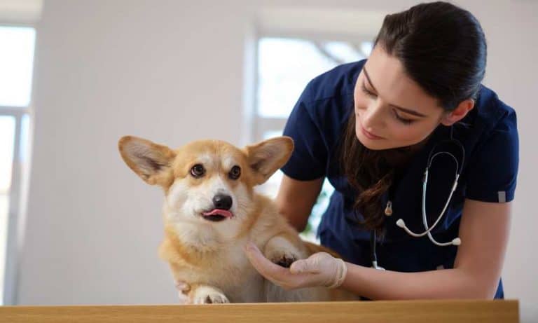 Corgi Facts: 100 Interesting Facts About Corgis - Corgi Care