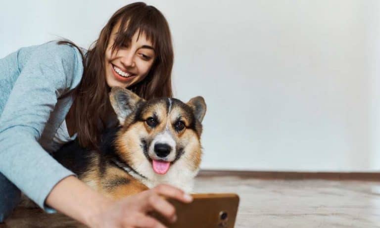 Are Corgis Endangered? Are Corgis Going Extinct? - Corgi Care