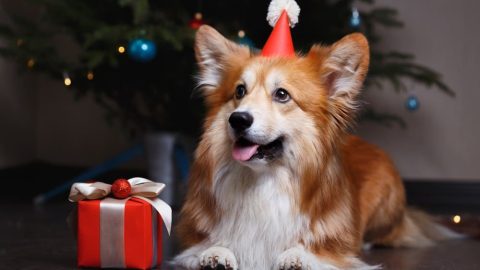 Corgi Shedding: Do Corgis Shed A Lot? - Corgi Care