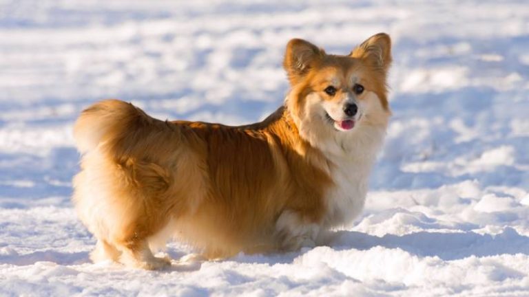 Grooming a Fluffy Corgi: How to Trim a Fluffy Corgi? - Corgi Care