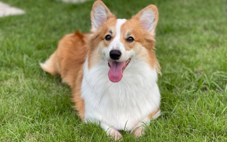 Grooming a Fluffy Corgi: How to Trim a Fluffy Corgi? - Corgi Care
