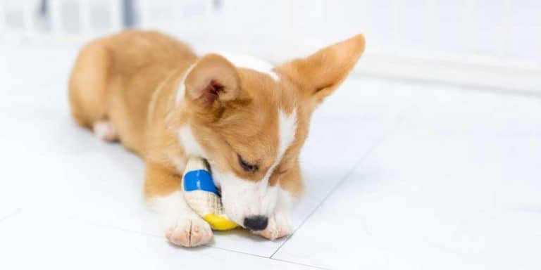 Why Do Corgis Bite So Much? Why Do Corgis Bite Ankles? - Corgi Care