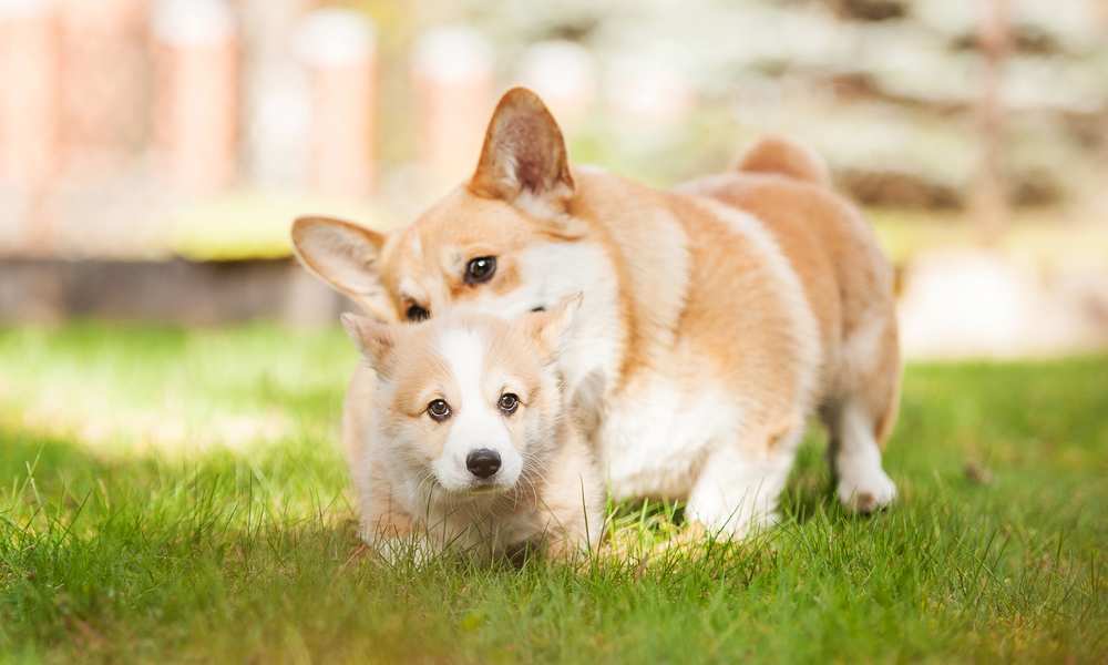 How Do You Take Care Of A Corgi Puppy