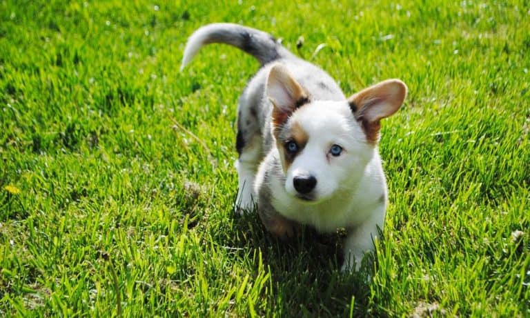 Blue Eyes In Corgis: Do Corgis Ever Have Blue Eyes? - Corgi Care
