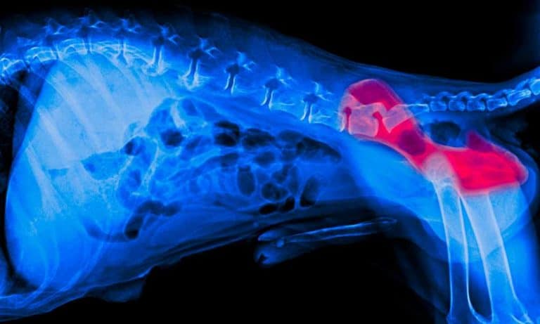 Signs of Hip Dysplasia in Corgis: Do Corgis Have Hip Problems? – Corgi Care