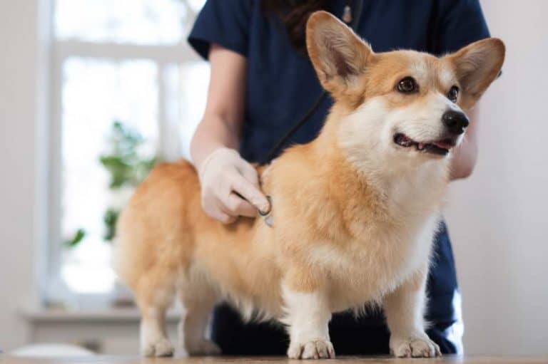 Signs of Hip Dysplasia in Corgis: Do Corgis Have Hip Problems? - Corgi Care