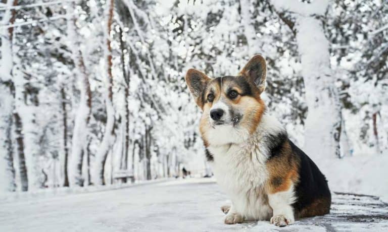 Can Corgis Live In Cold Weather? Do Corgis Get Cold? - Corgi Care