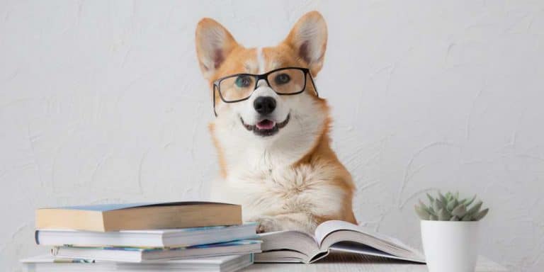 Why Do Corgis Look Like Foxes? Are Corgis Related To Foxes? - Corgi Care