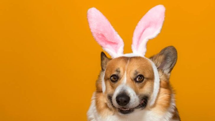 Corgi Ear Position: What It Means and How to Interpret It? - Corgi Care