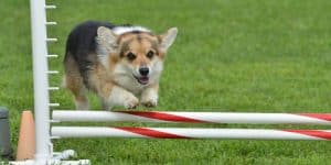 Can Corgis Jump High? How High Can Corgis Jump? - Corgi Care