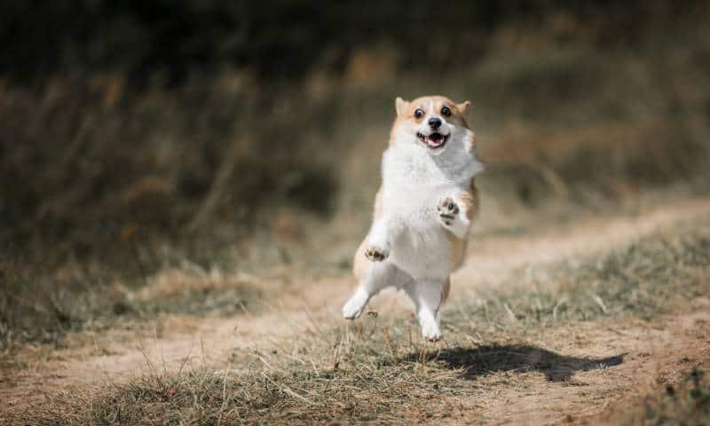 Can Corgis Jump High? How High Can Corgis Jump? - Corgi Care