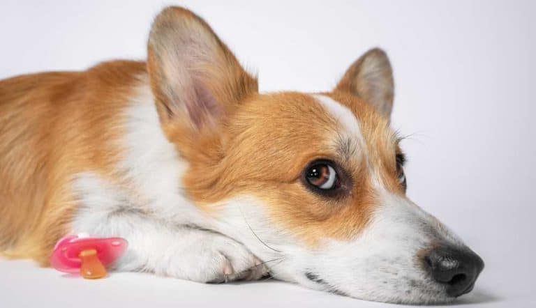 How Long Do Corgis Stay Pregnant? How Long In Labor? - Corgi Care