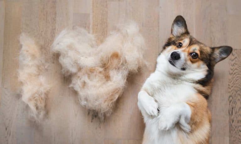 How Long Does It Take For Corgi Hair To Grow Back? – Corgi Care