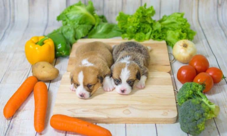 How To Feed A Corgi? How Much Food To Feed A Corgi Puppy? - Corgi Care