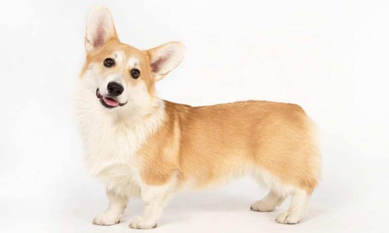 How Often Can Corgis Have Puppies? - Corgi Care