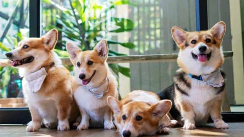 Why Do Corgis Eat Poop? - Corgi Care