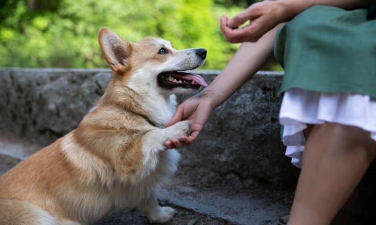 How Smart Are Corgis? An Insight Into Corgi’s Intelligence - Corgi Care
