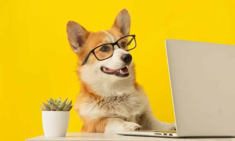 How Smart Are Corgis? An Insight Into Corgi’s Intelligence - Corgi Care