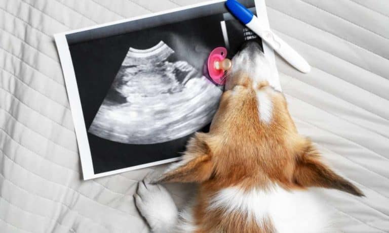 How To Breed A Corgi? How Do Corgis Mate? - Corgi Care